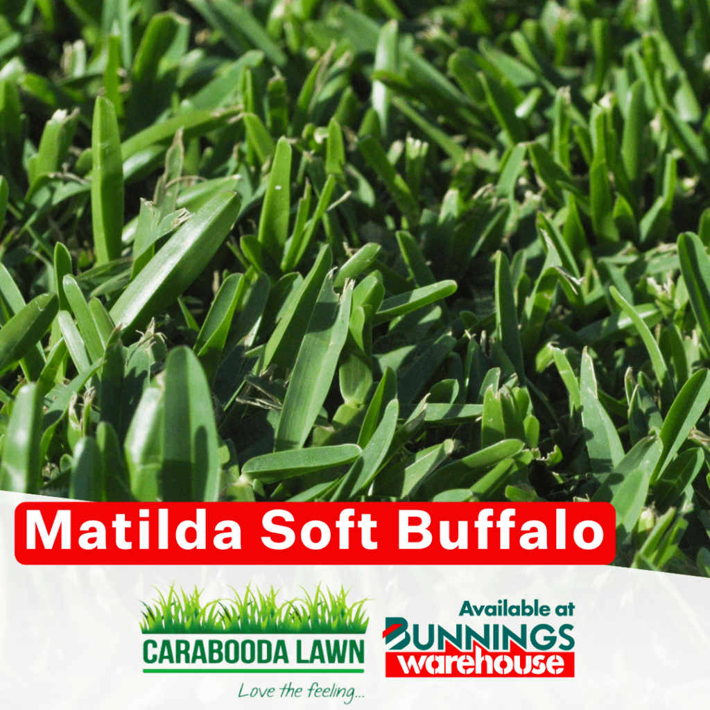 Buffalo Grass Perth | Buffalo Turf, Buffalo Roll on Lawn