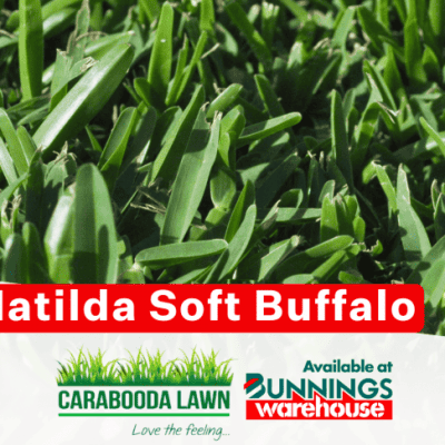 Buffalo Grass Perth | Buffalo Turf, Buffalo Roll on Lawn