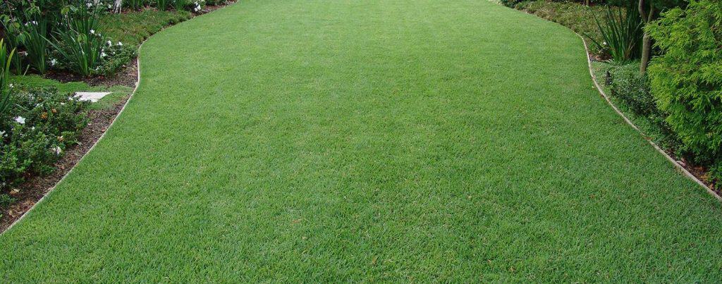 Buffalo Grass Perth | Buffalo Turf, Buffalo Roll on Lawn, Perth